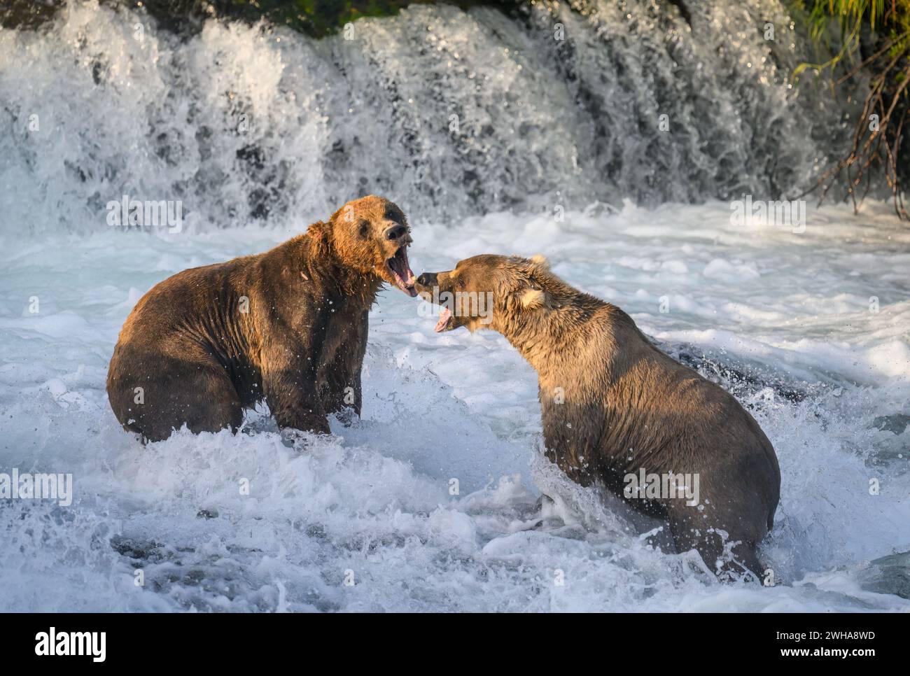 Brown bears fighting at Brooks Falls. Katmai National Park. Alaska. USA ...