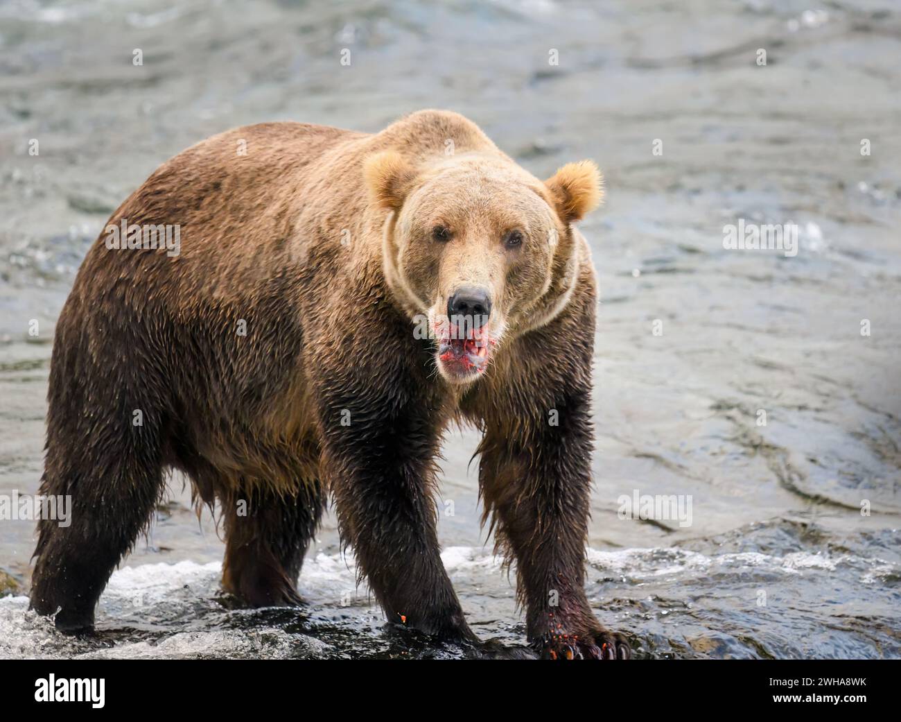 Brown bear with salmon blood on its mouth, Brooks river in Katmai ...