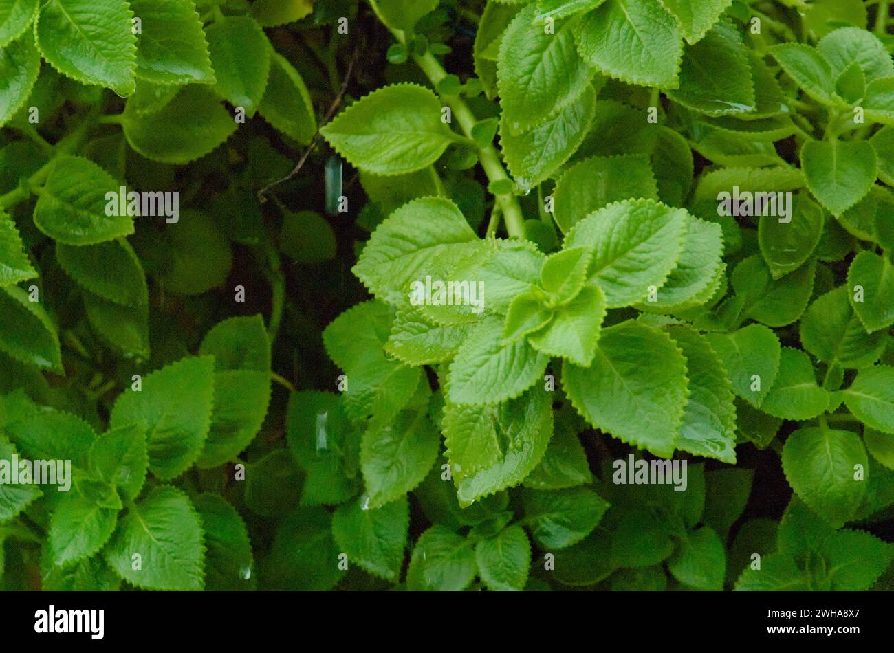 Pattern of fresh green leaves of Indian borage covered in raindrops ...
