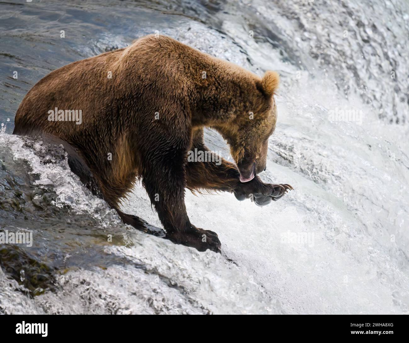 Brown bear licking his paw at Brooks Falls. Katmai National park ...