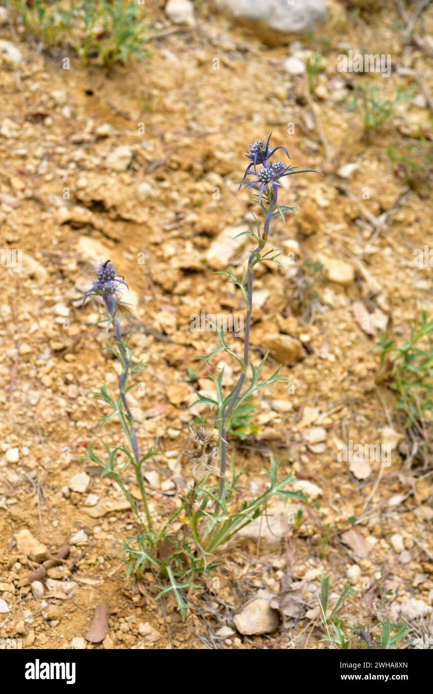 Eryngium dilatatum is a perennial spiny plant native to centrum and ...