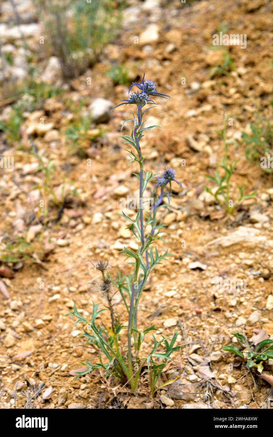 Eryngium dilatatum is a perennial spiny plant native to centrum and ...