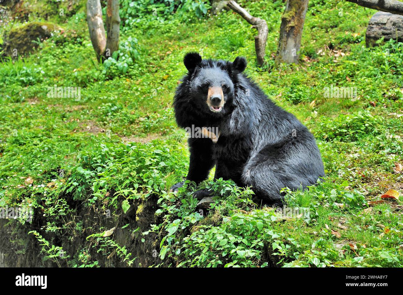 Asiatic Black Bear, Ursus thibetanus, Himalayan Zoological Park, Darjeeling, West Bengal, India ...