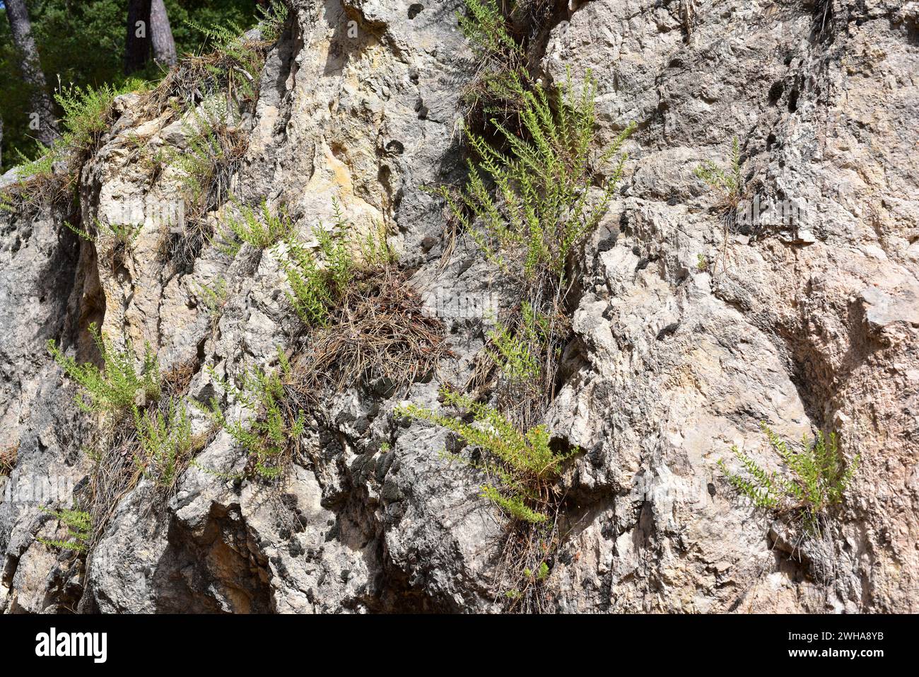 Te de roca hi-res stock photography and images - Alamy