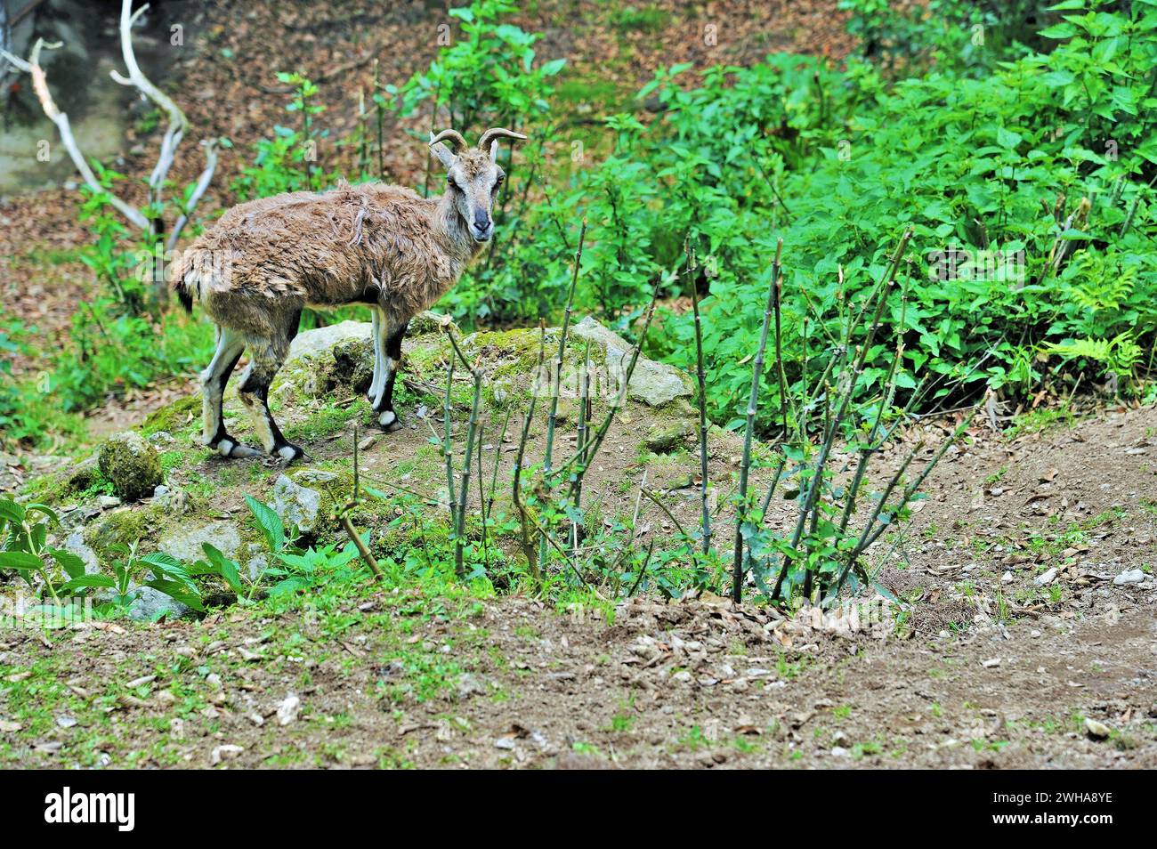 Bharal, Blue Sheep, Pseudois nayaur, Himalayan Zoological Park ...