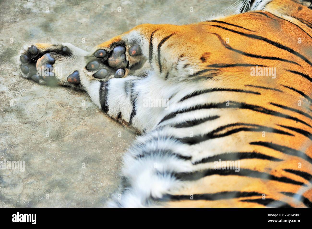 Tiger paws, Himalayan Zoological Park, Darjeeling, West Bengal, India ...