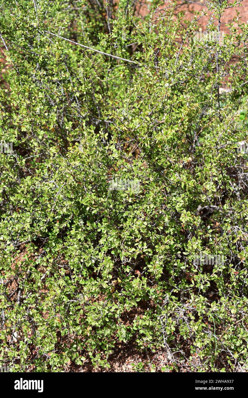 Prostrate cherry (Prunus prostrata) is a shrub that grows on ...