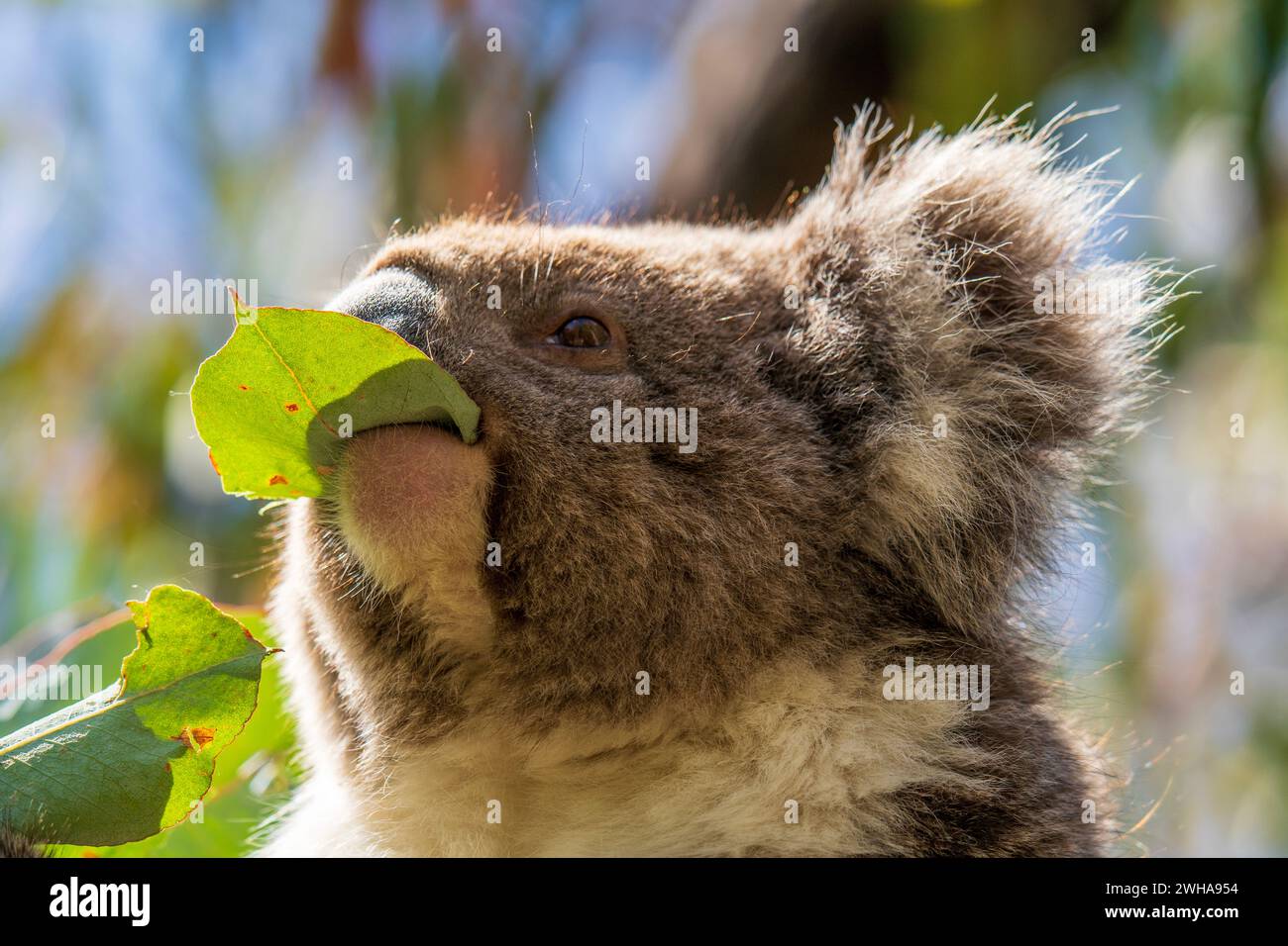 Koala eating leaves in the wild. Hanson Bay, Kangaroo Island, South Australia Stock Photo - Alamy
