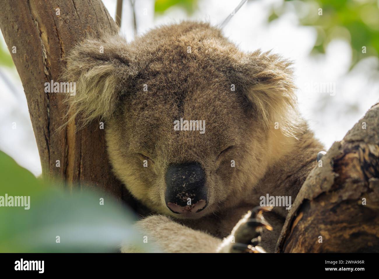 Wild koala sleeping on the tree. Hanson Bay, Kangaroo Island, South Australia Stock Photo - Alamy