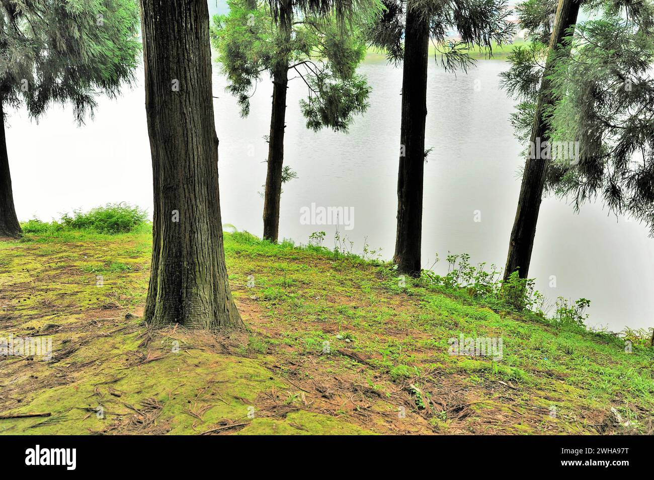 Mirik lake darjeeling hi-res stock photography and images - Alamy