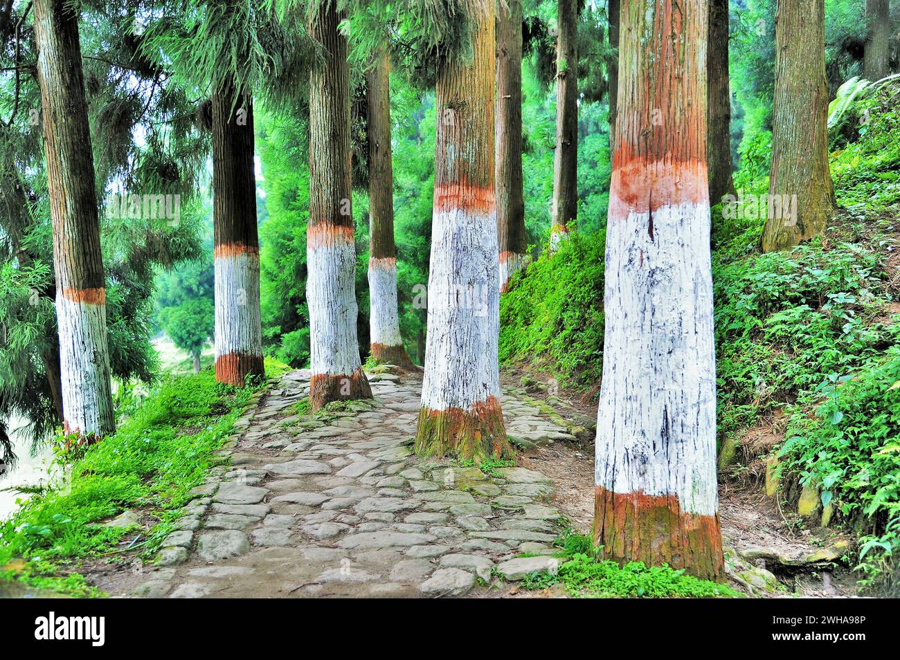 Fern trees, Mirik, Darjeeling, West Bengal, India, Asia Stock Photo - Alamy
