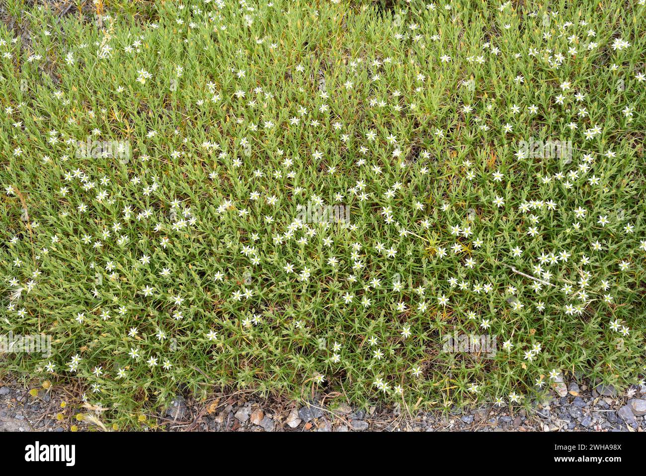 Arenaria pungens pungens is a thorny perennial plant endemic to Sierras ...
