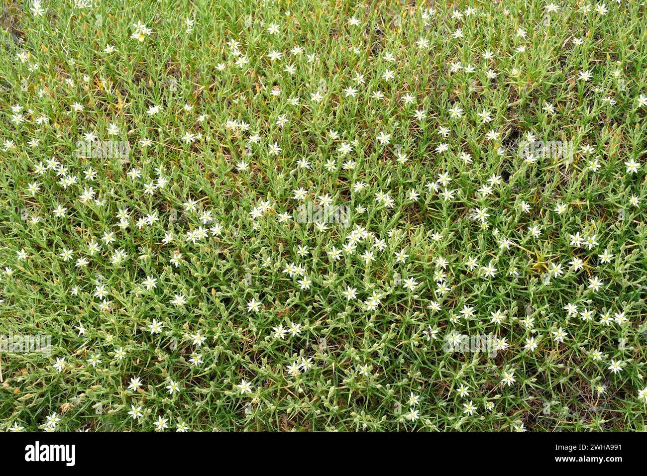 Arenaria pungens pungens is a thorny perennial plant endemic to Sierras ...
