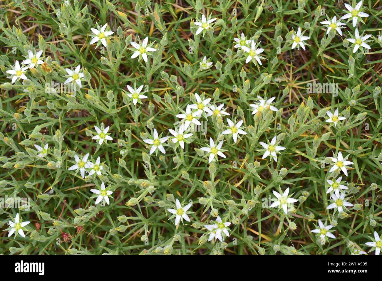 Arenaria pungens pungens is a thorny perennial plant endemic to Sierras ...
