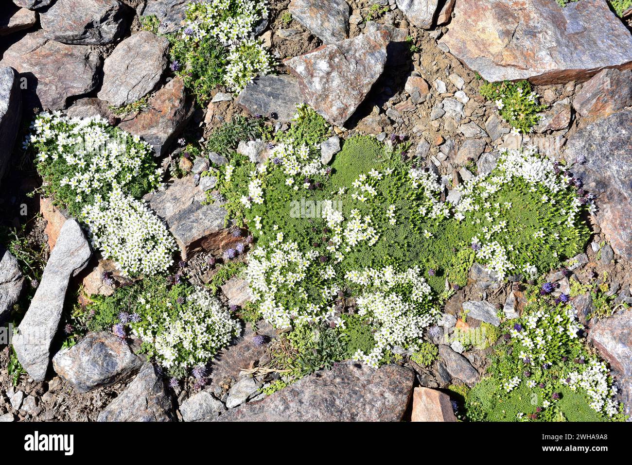 Arenaria tetraquetra amabilis is a subspecies endemic to Sierra Nevada ...