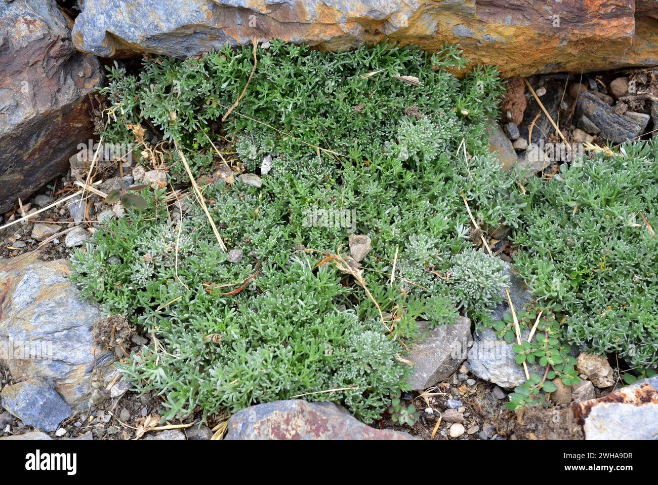 Manzanilla real hi-res stock photography and images - Alamy