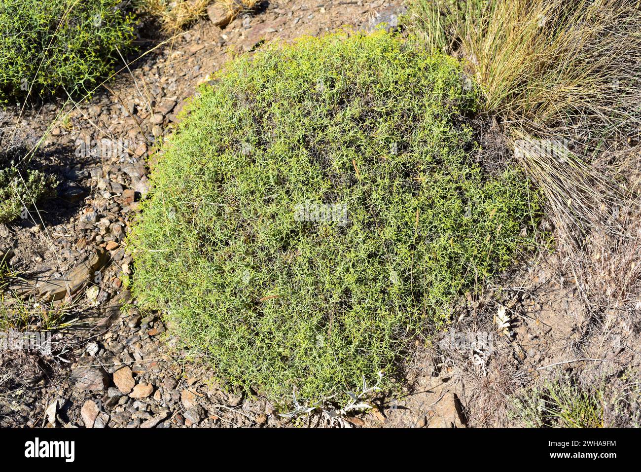 Bupleurum spinosum is a spiny cushion-shaped subshrub native to Spain ...