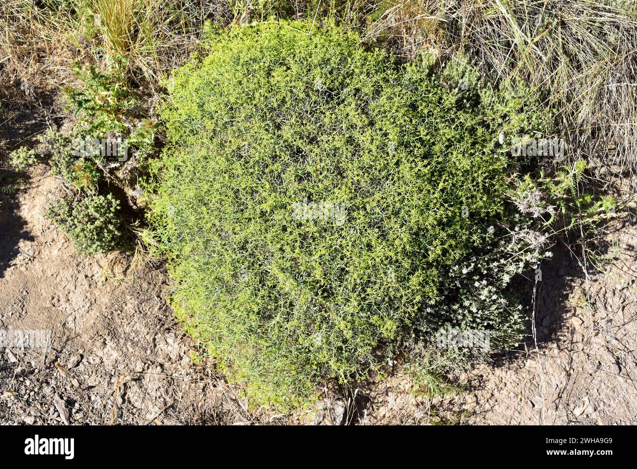 Bupleurm spinosum hi-res stock photography and images - Alamy