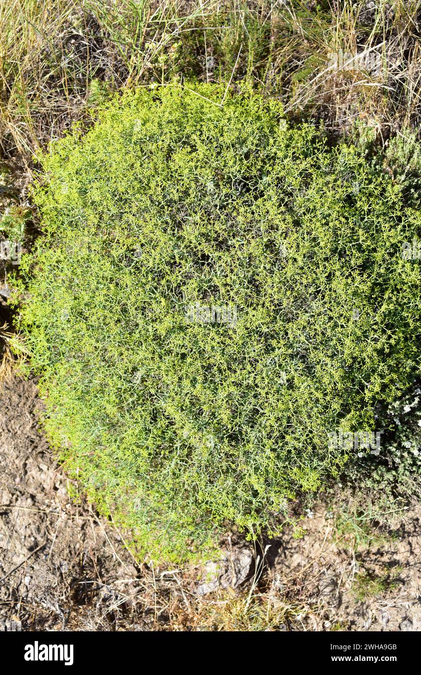 Bupleurm spinosum hi-res stock photography and images - Alamy