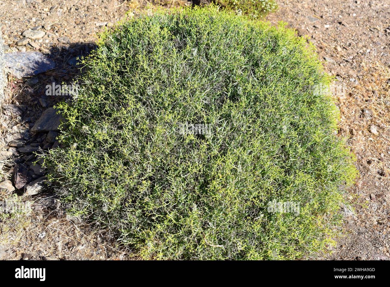 Bupleurm spinosum hi-res stock photography and images - Alamy