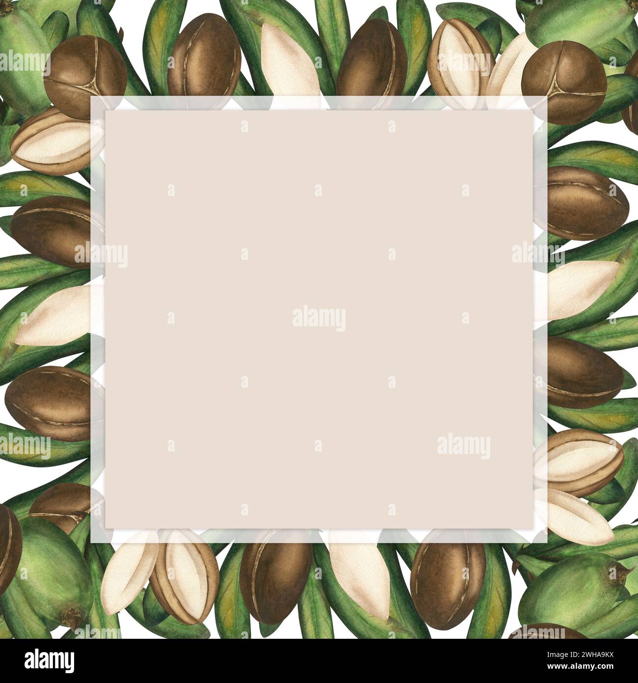 Watercolor illustration of an argan nut. A hand-drawn sketch of an ...