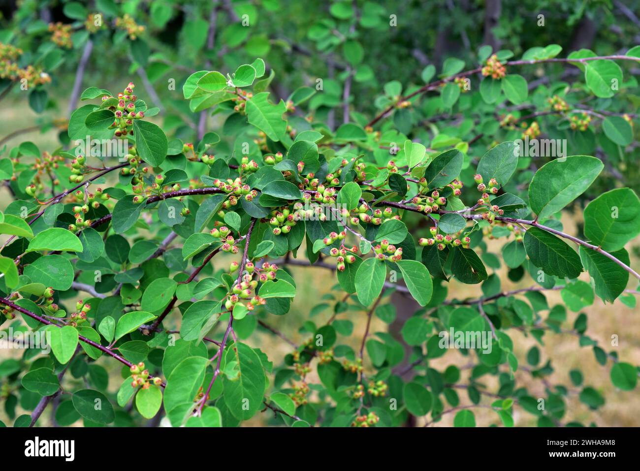 Durillo dulce (Cotoneaster granatensis) is adeciduous shrub endemic to ...