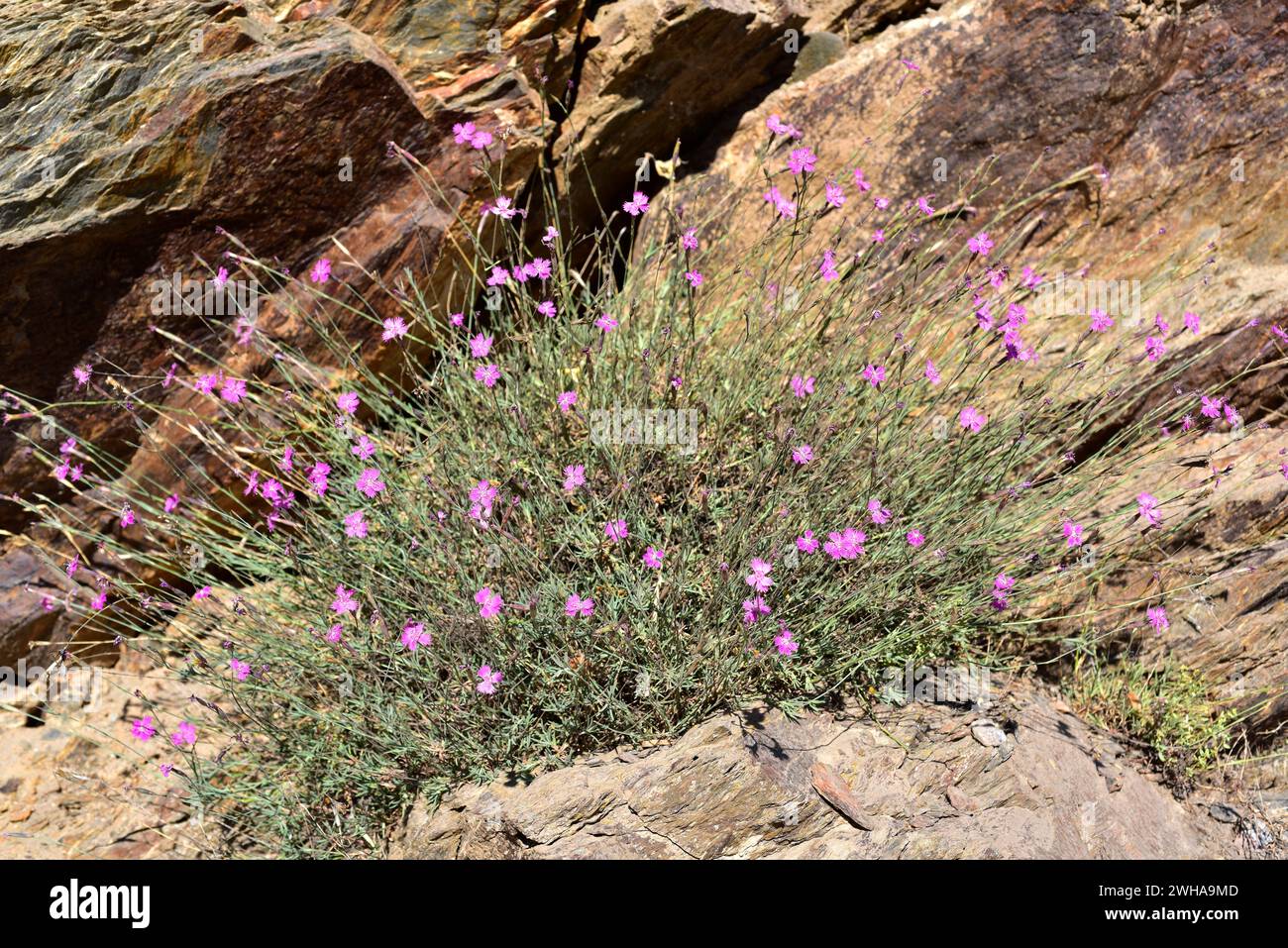 Dianthus lusitanus is a perennial herb native to Iberian Peninsula and ...