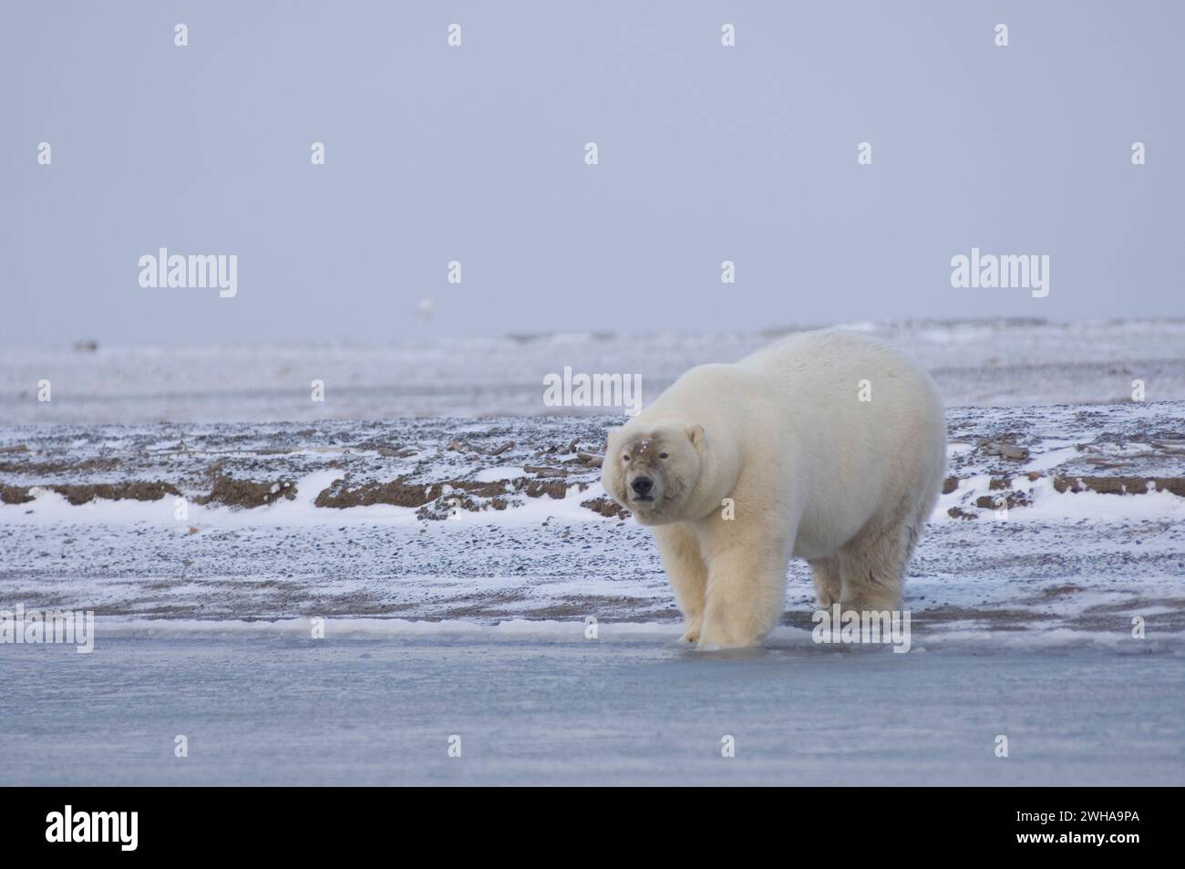 polar bear grizzly bear hybrid , Ursus maritimus, the shape of this ...