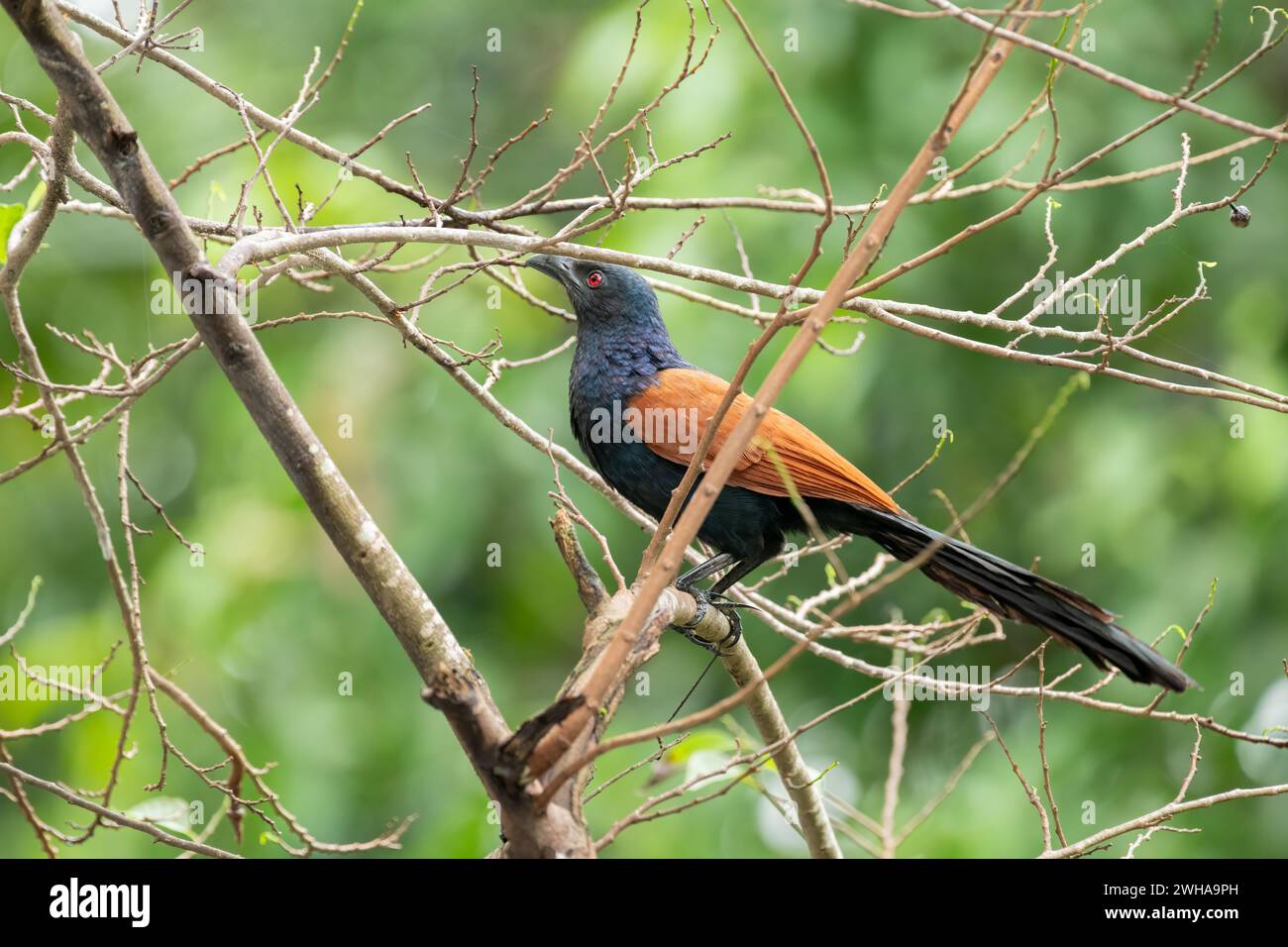 Greater coucal hi-res stock photography and images - Alamy