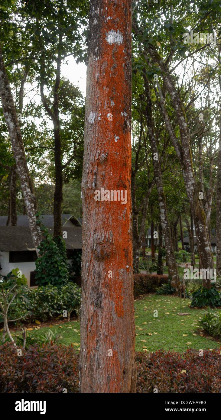 Bright red orange growth of trentepohlia umbrina algae on a tree trunk ...