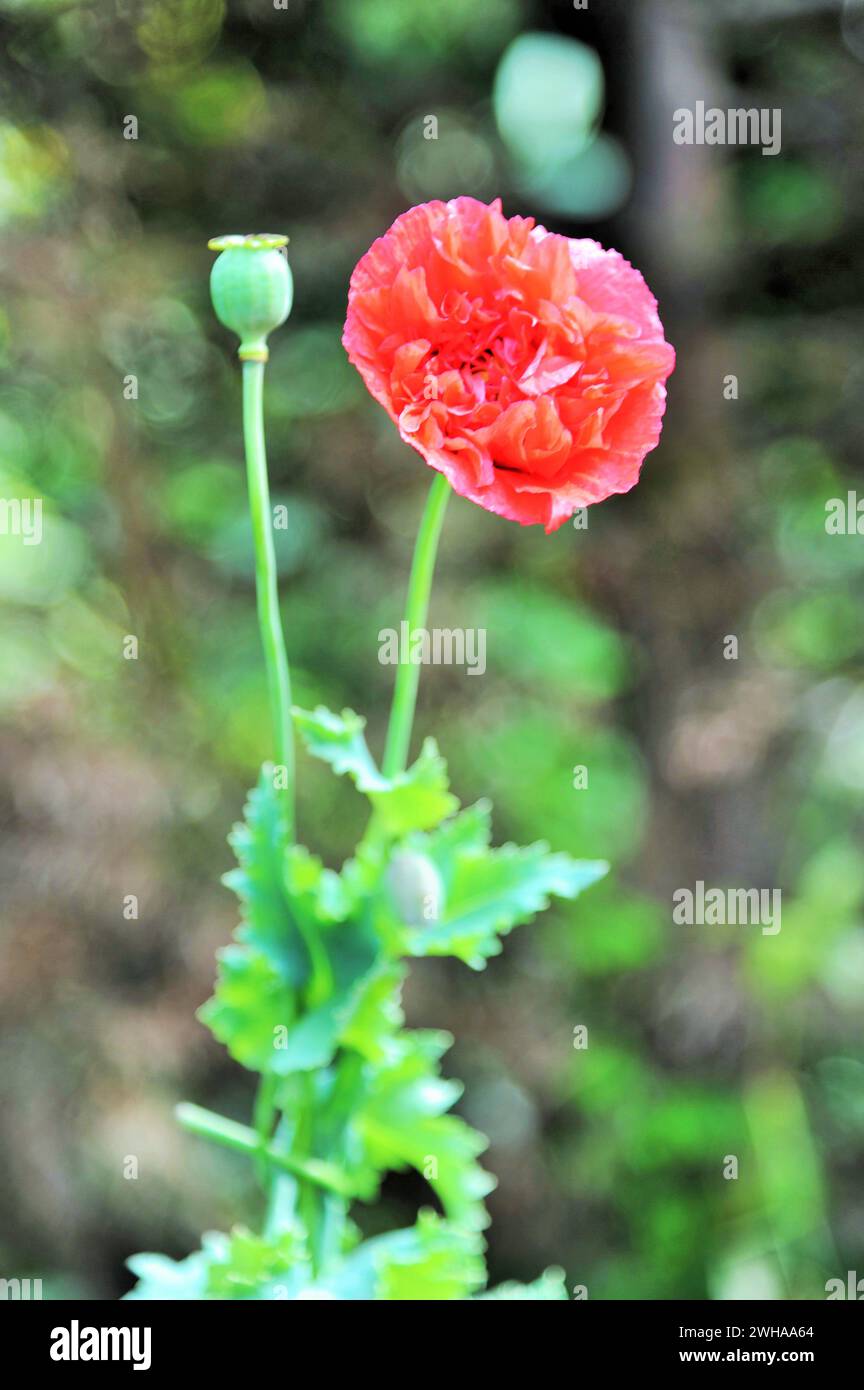 Red Poppy Flower, Pemayangtsi Buddhist Monastery, Pemayangtse, Pelling ...