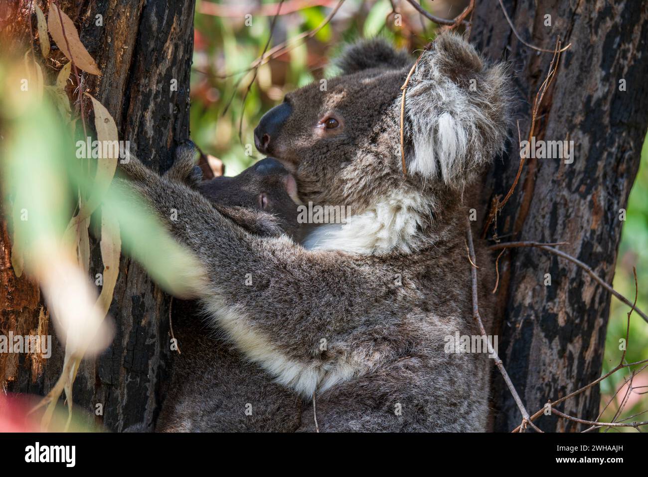 Wild koala on the tree. Hanson Bay, Kangaroo Island, South Australia Stock Photo - Alamy