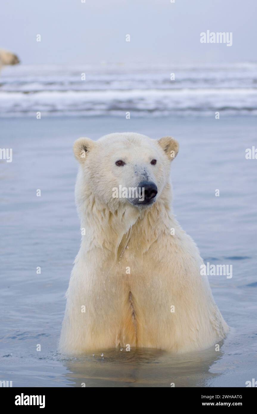 polar bear Ursus maritimus sow in a lagoon along a barrier island ...