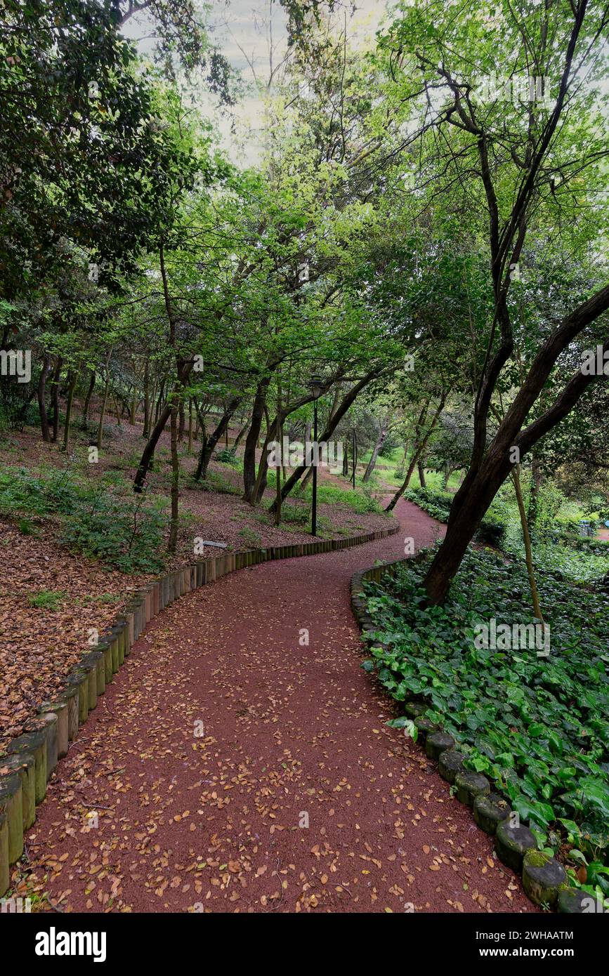 A winding path leads through a lush green forest with lush tall ...