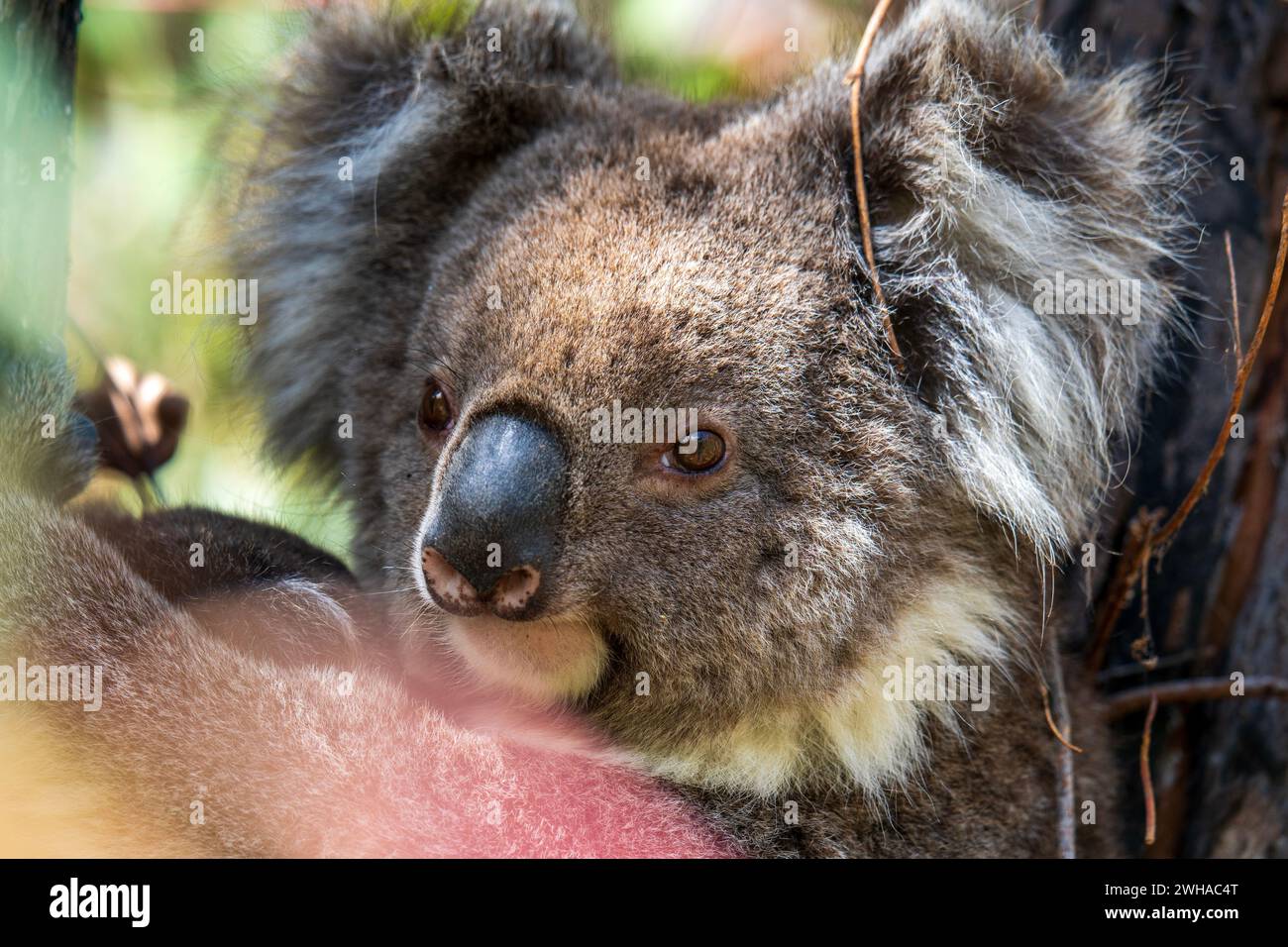 Wild koala on the tree. Hanson Bay, Kangaroo Island, South Australia Stock Photo - Alamy