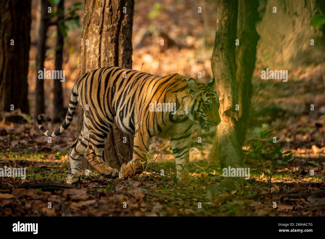 indian wild male bengal tiger or panthera tigris on stroll in morning ...