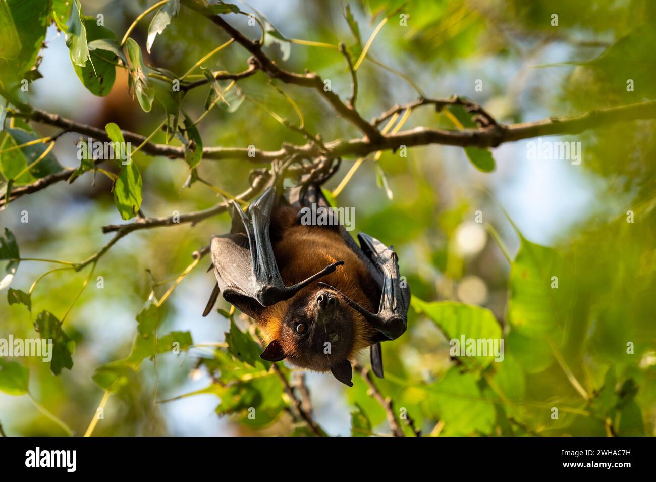 indian flying fox or greater indian fruit bat or Pteropus giganteus ...