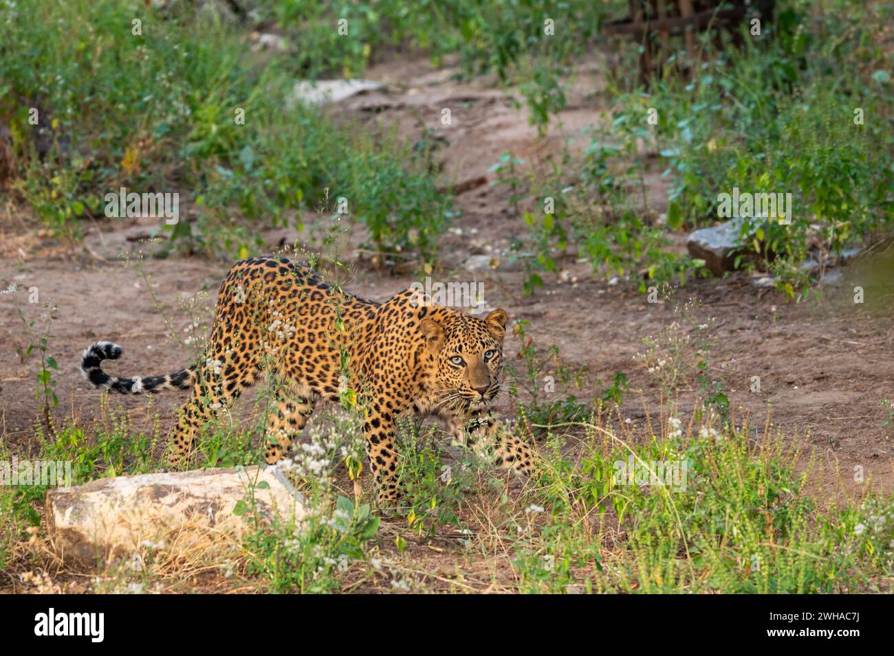 wild female leopard or leopardess or panthera pardus roaming around in ...