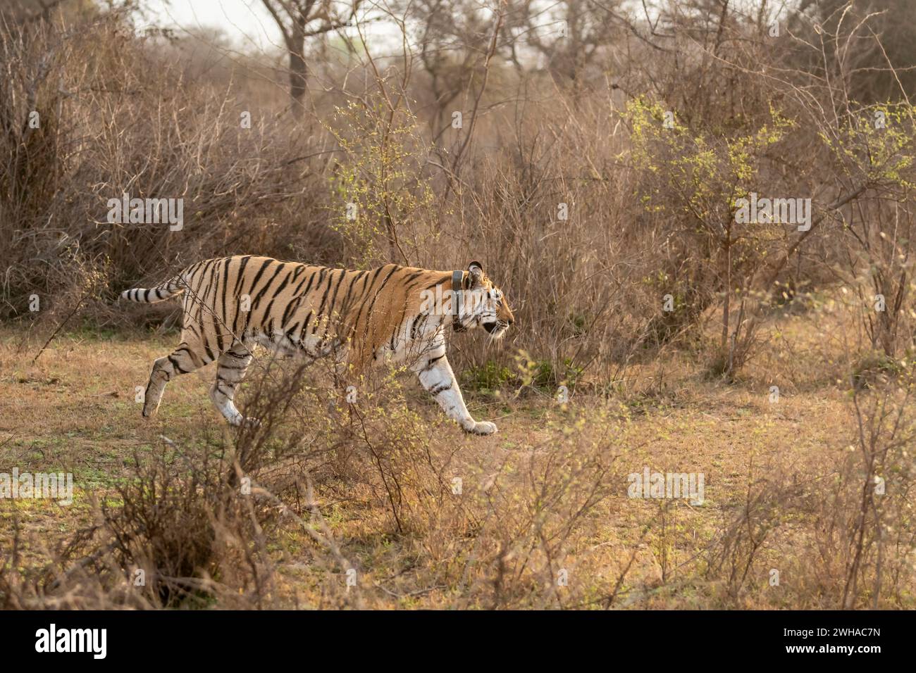 wild bengal female Tiger or panthera tigris with tracking collar on her ...