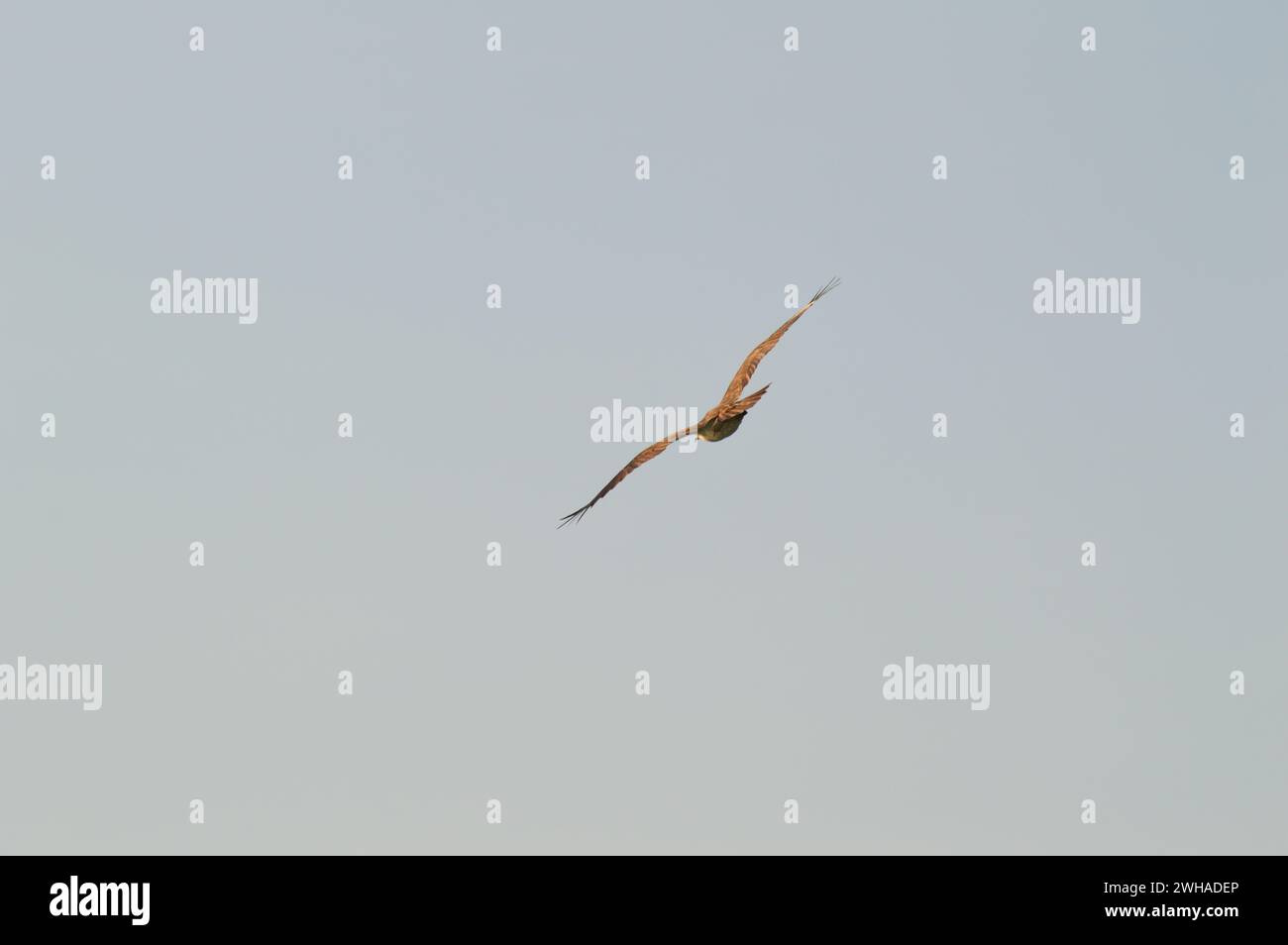 Bird of prey swooping over the beach in Byron Bay, Australia Stock ...