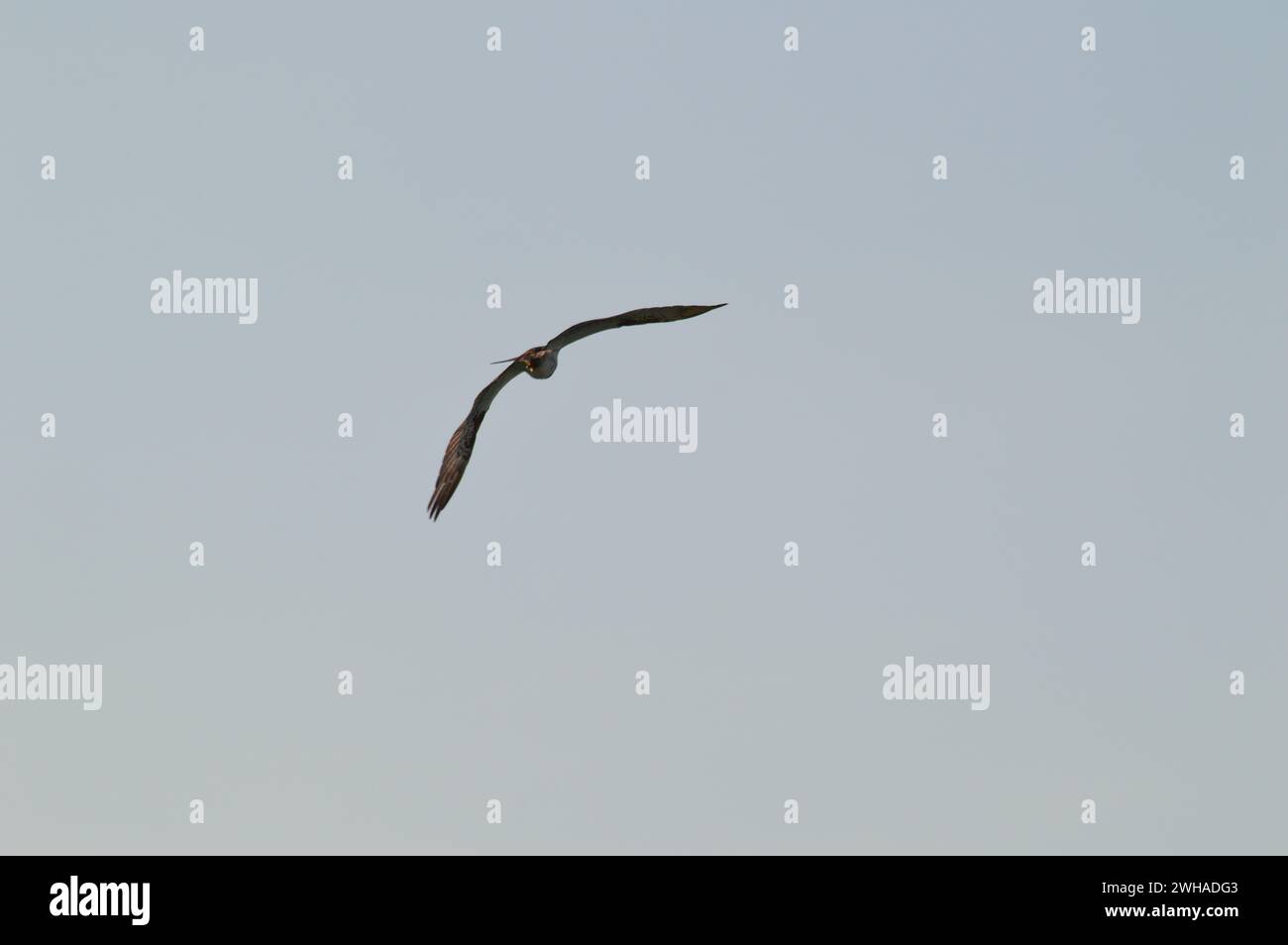 Bird swooping hi-res stock photography and images - Alamy
