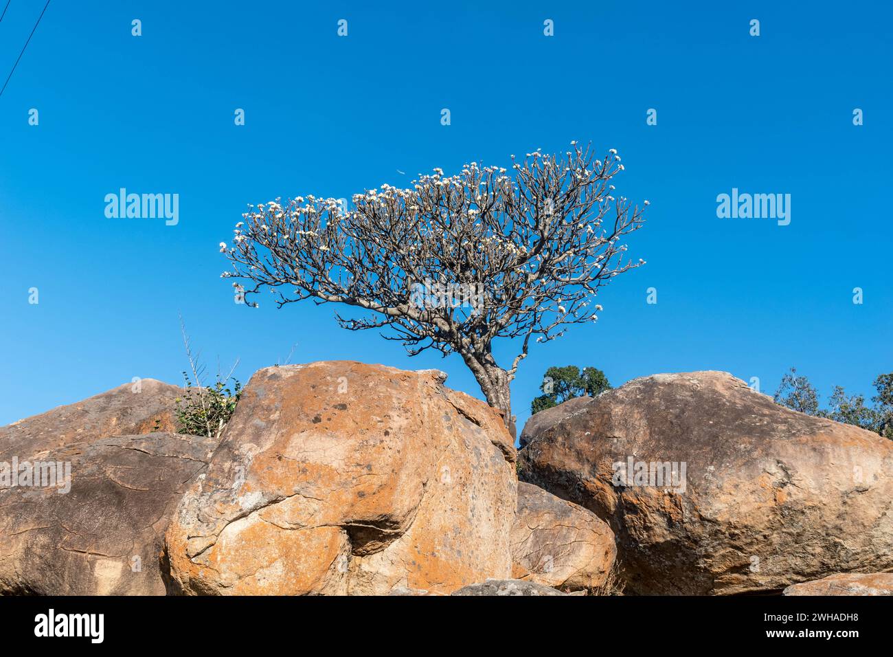 A tree defies odds by growing on a rock formation at Shravanabelagola ...