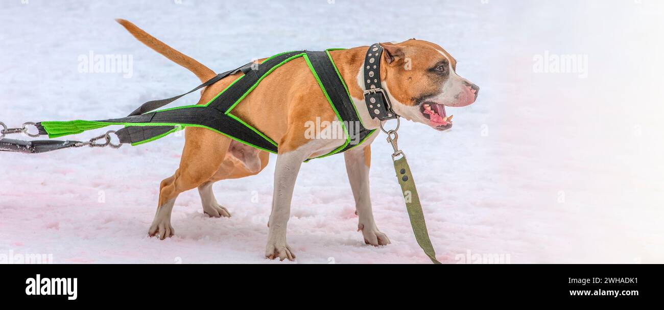 The dog in the winter competitions Weight pulling Stock Photo - Alamy