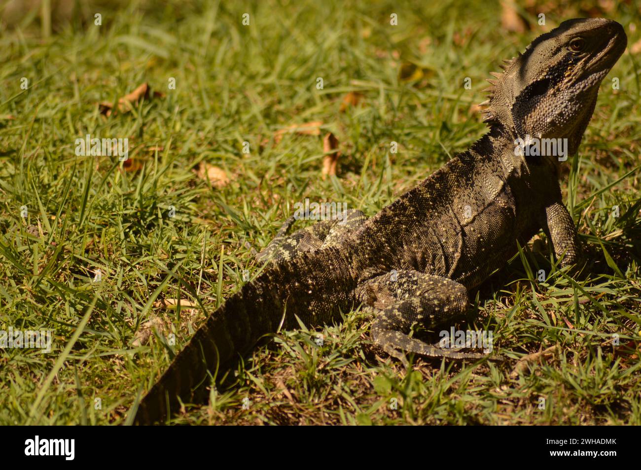 Lizard walking around the Gold Coast Stock Photo - Alamy