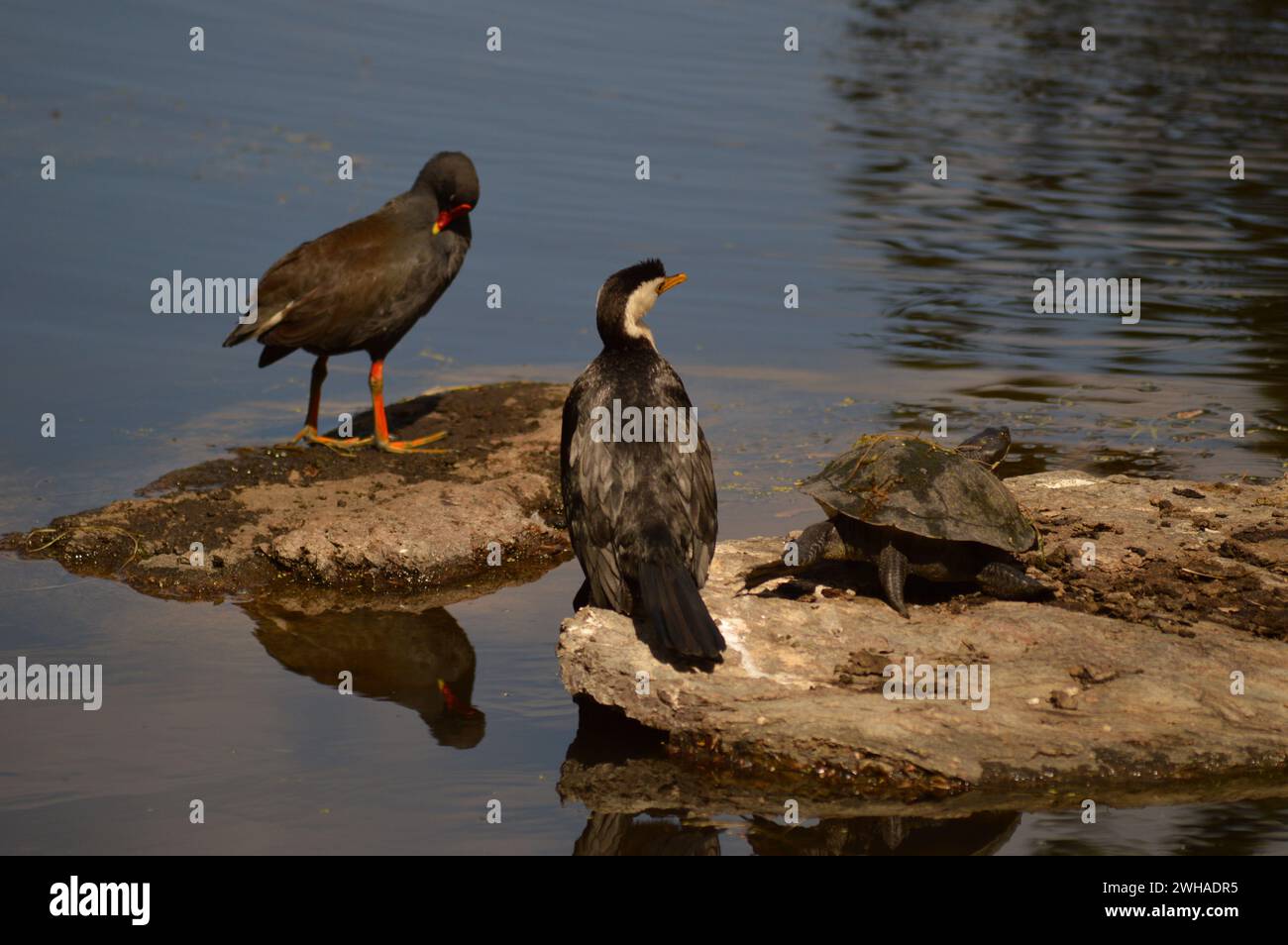 3 Animals resting on the Lakeside in Brisbane, Australia Stock Photo ...