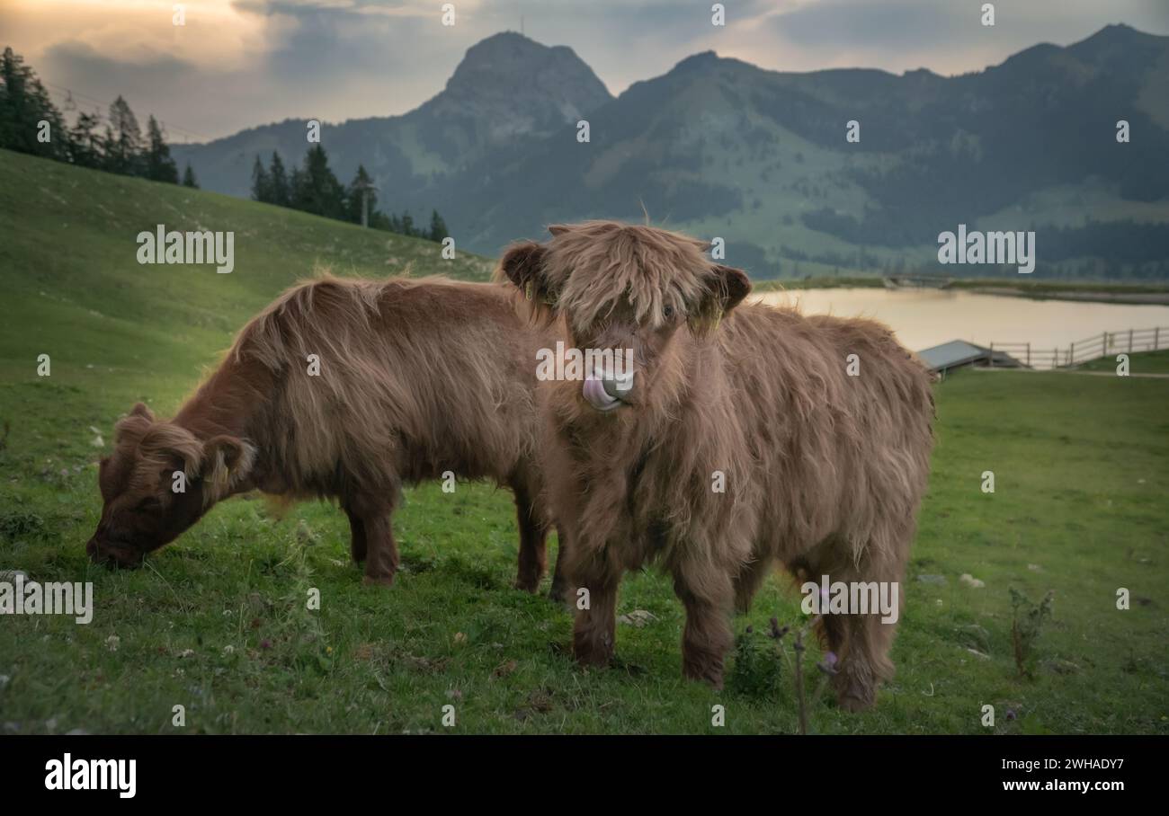 Alpine cows grazing hi-res stock photography and images - Alamy