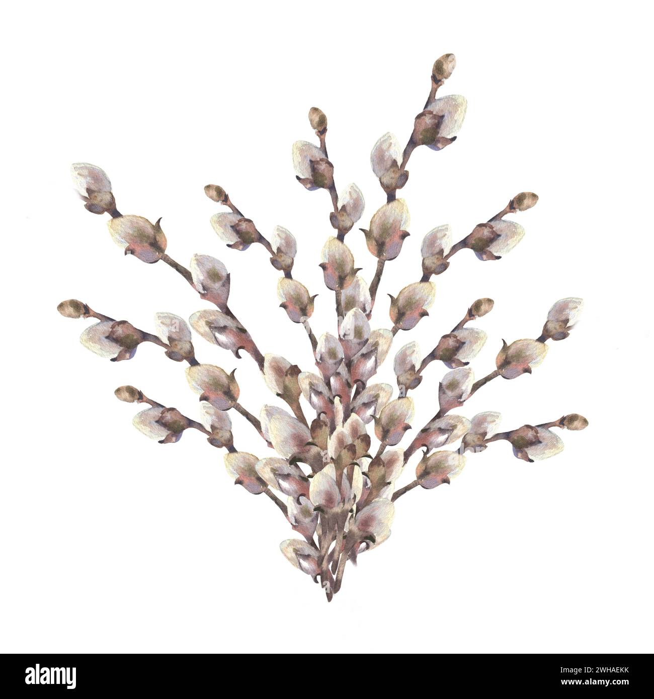 Watercolor Easter willow bouquet. Hand painted willow branch isolated ...