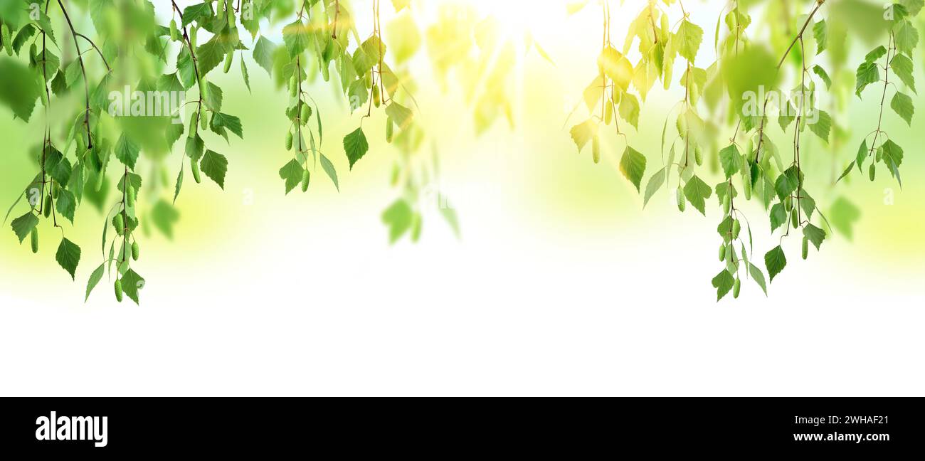 Flowering birch tree hi-res stock photography and images - Alamy