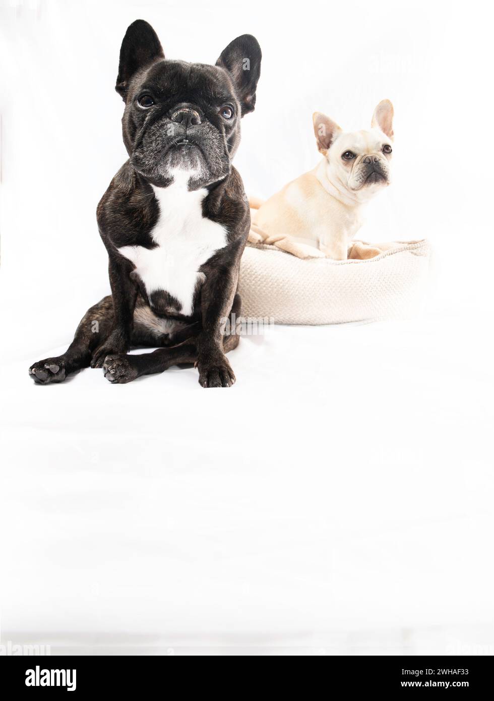 A portrait of two French bulldog puppies Stock Photo - Alamy