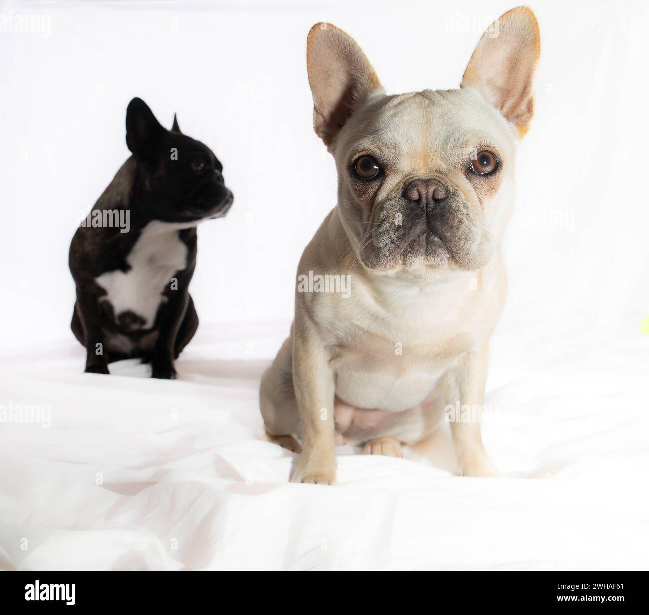 A portrait of two French bulldog puppies Stock Photo - Alamy
